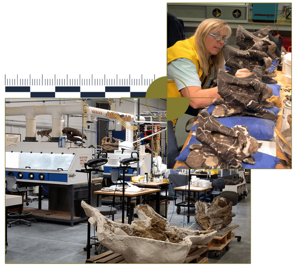 Fossil Preparation Courses - Judith River Dinosaur Institute